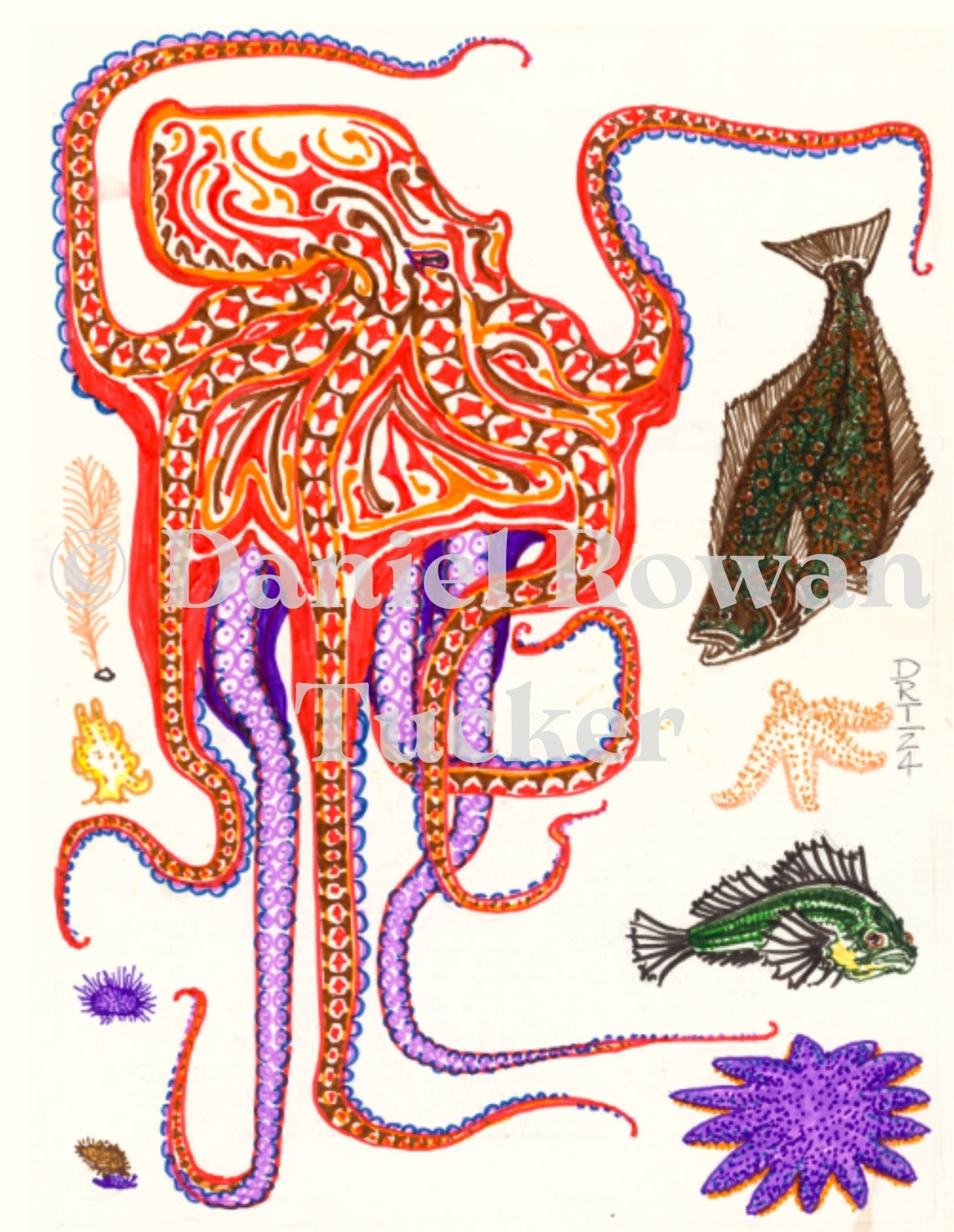 Octopus Kingdom Southeast Alaska Watercolor Print Ocean Sea Urchin ...