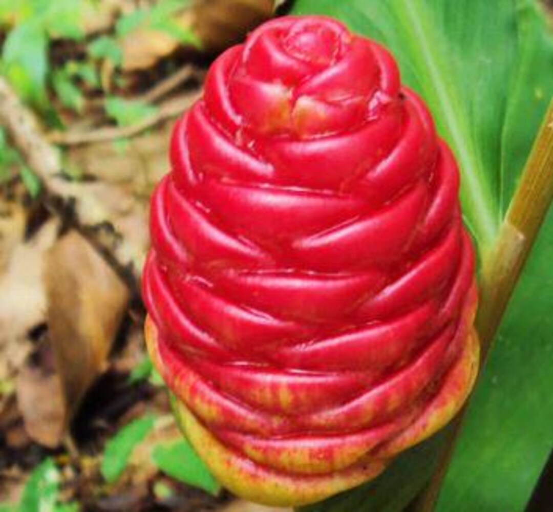 Shampoo Ginger Plant in Half Gal Pot - Etsy