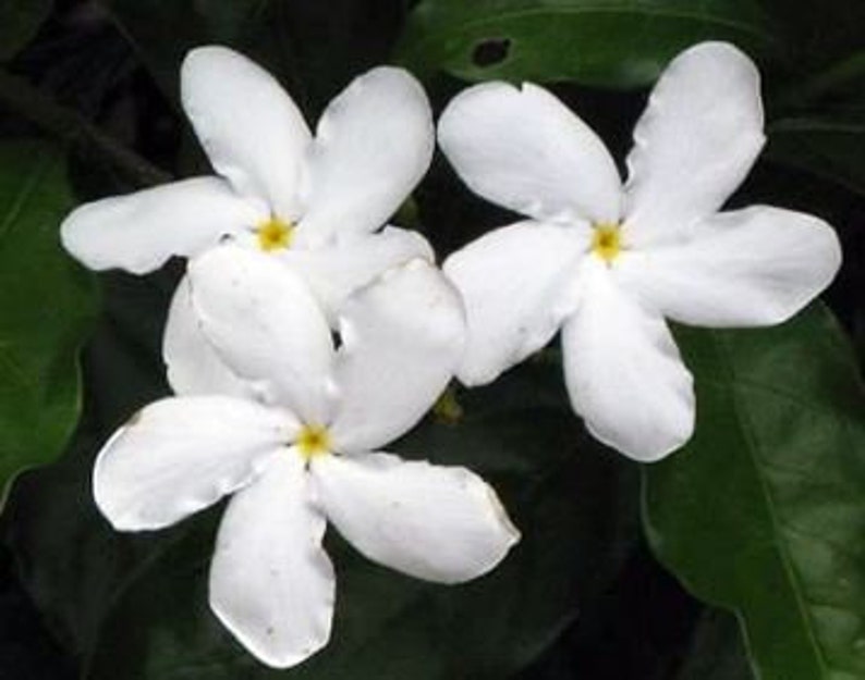 Half Gal Potted Pinwheel Flower, Crepe Jasmine, East India Rosebay, and ...