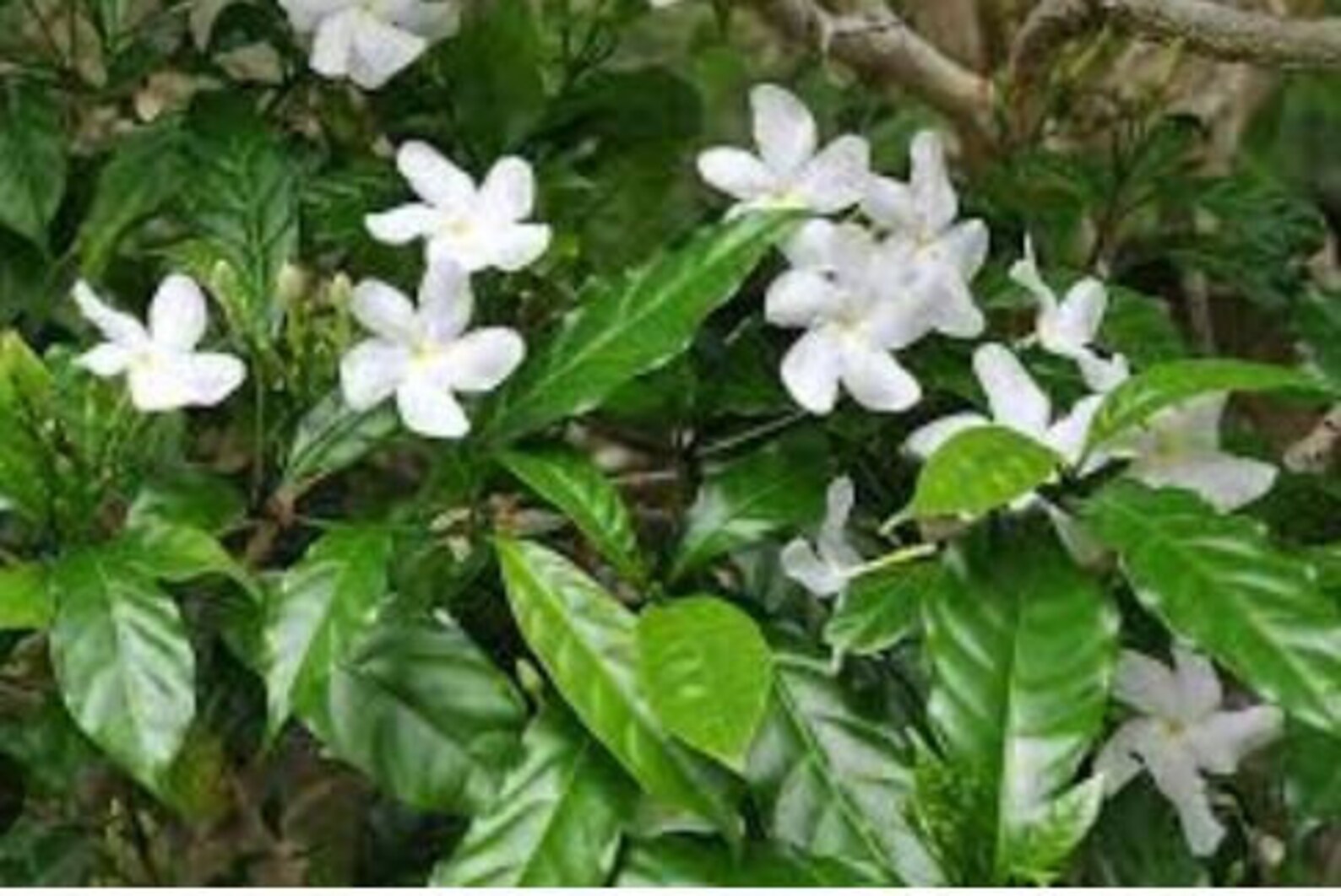 Half Gal Potted Pinwheel Flower, Crepe Jasmine, East India Rosebay, and ...