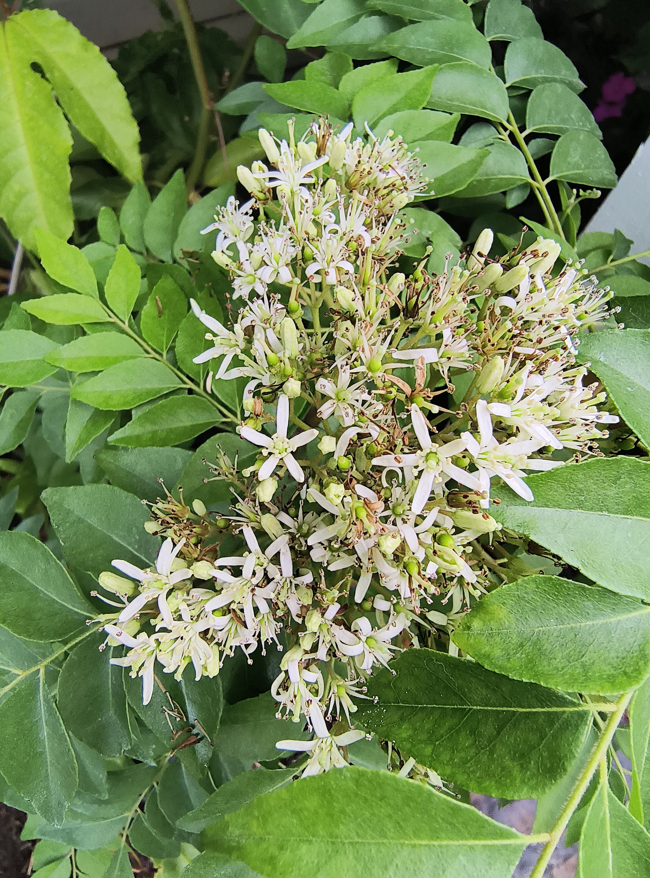 Organic Rare Gamthi Curry Leaf Plant in Half Gal Pot - No Shipping to ...
