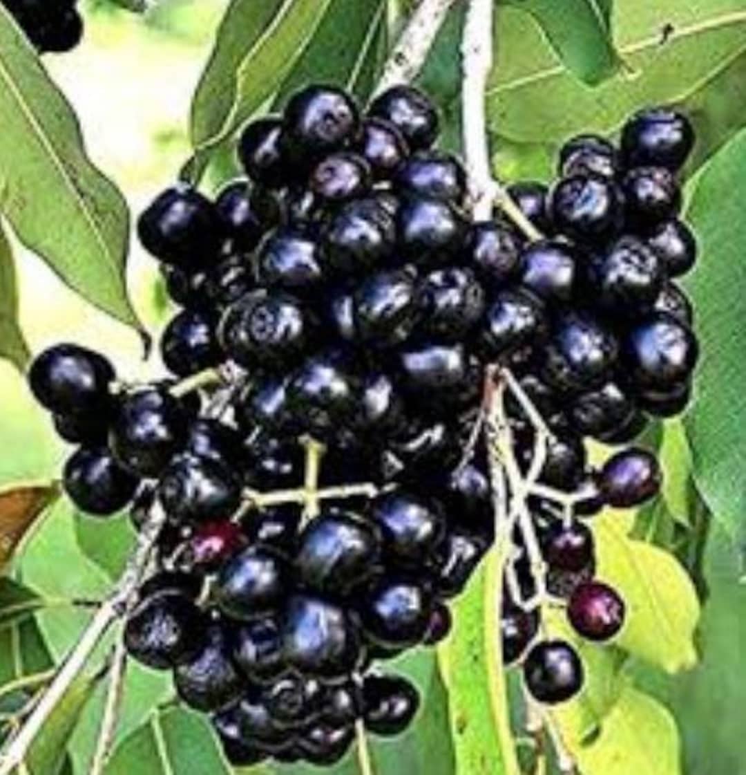 Black Java Plum | Jamun Plant in Half and One Gal Pot , Syzygium Cumini ...