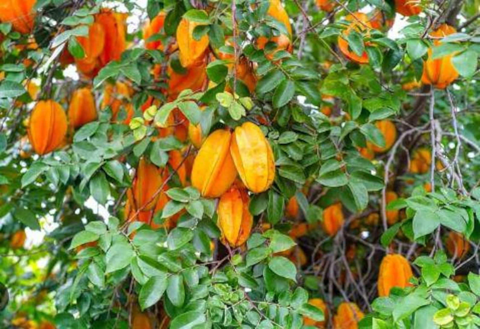 Star Fruit Tree Sweet Variety Live Plant in Half Gal Pot - Etsy