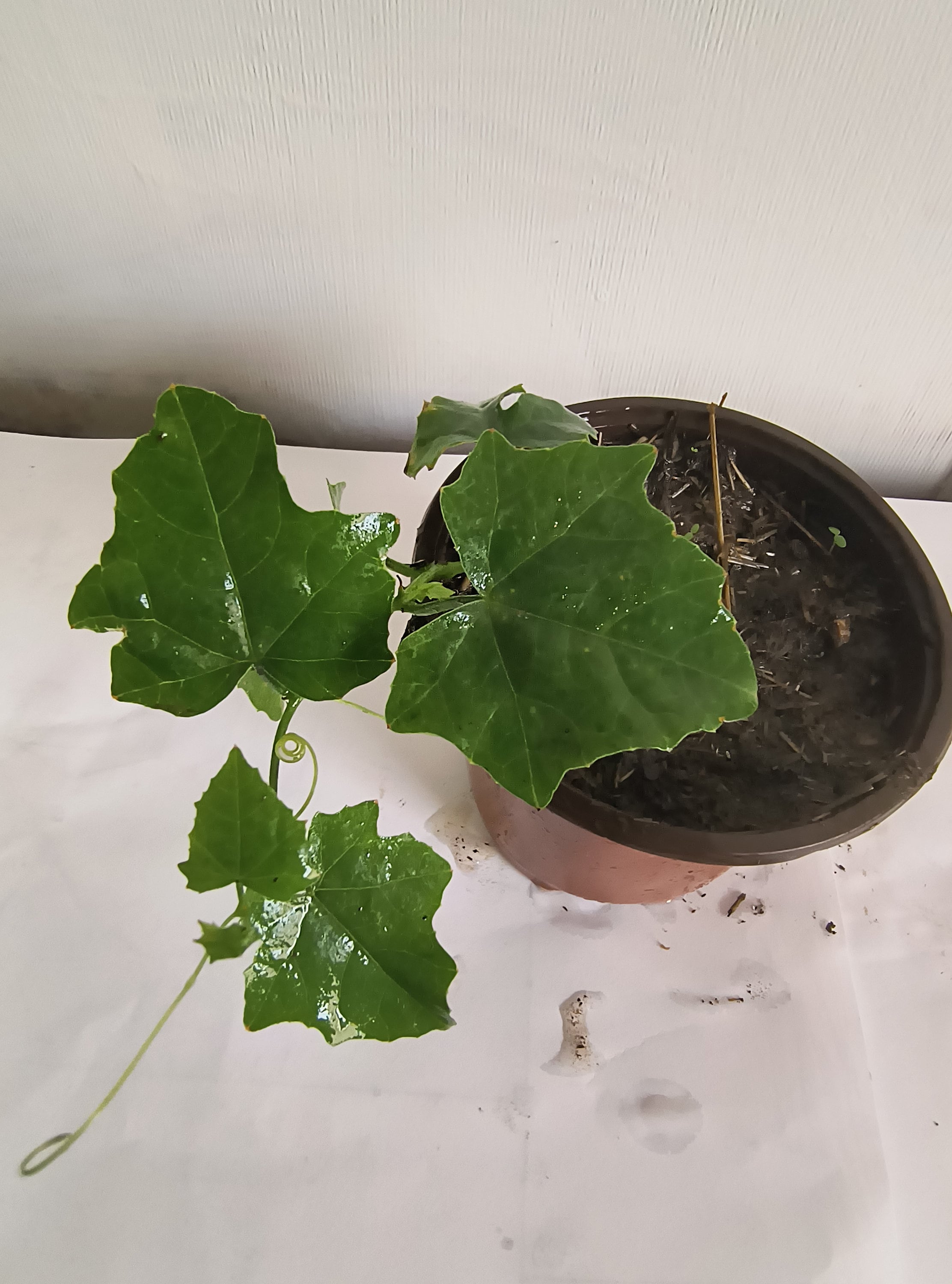 Organic Tindora Live Plant in Half Gal Pot /ivy Scarlet Gourd / Kowai ...
