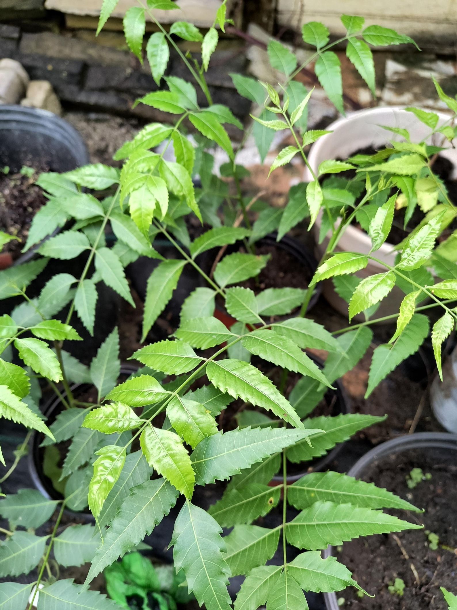 Large Organic Neem Tree 16-24 Inch(2ft) Tall in One Gal Pot - Etsy