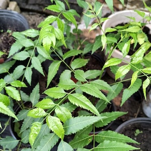 Large Organic Neem Tree 16-24 Inch(2ft) Tall in One Gal Pot - Etsy