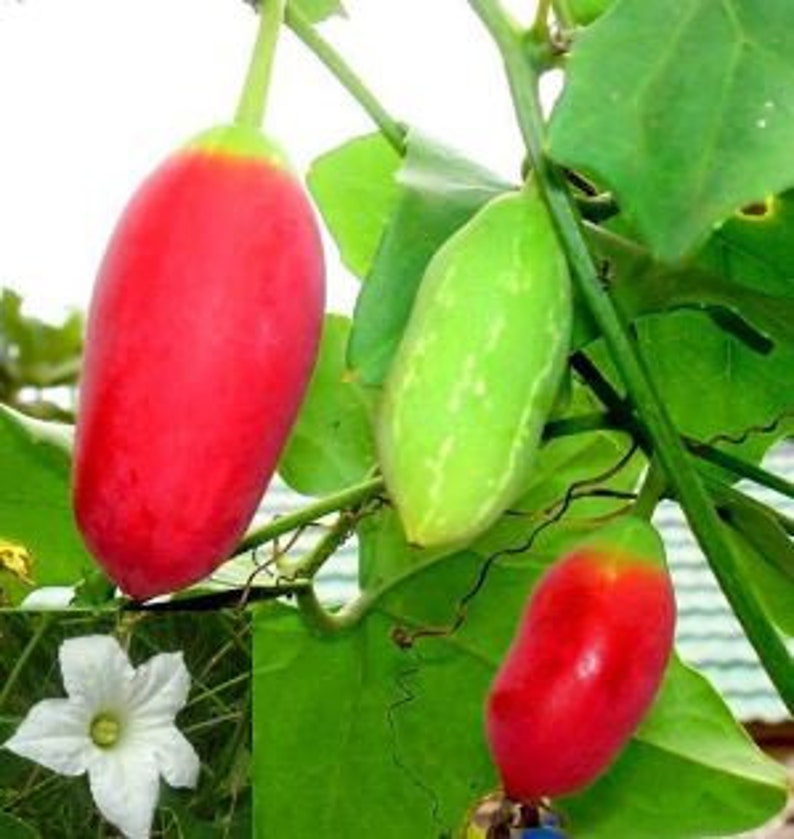 Organic Tindora Live Plant in Half Gal Pot /ivy Scarlet Gourd / Kowai ...