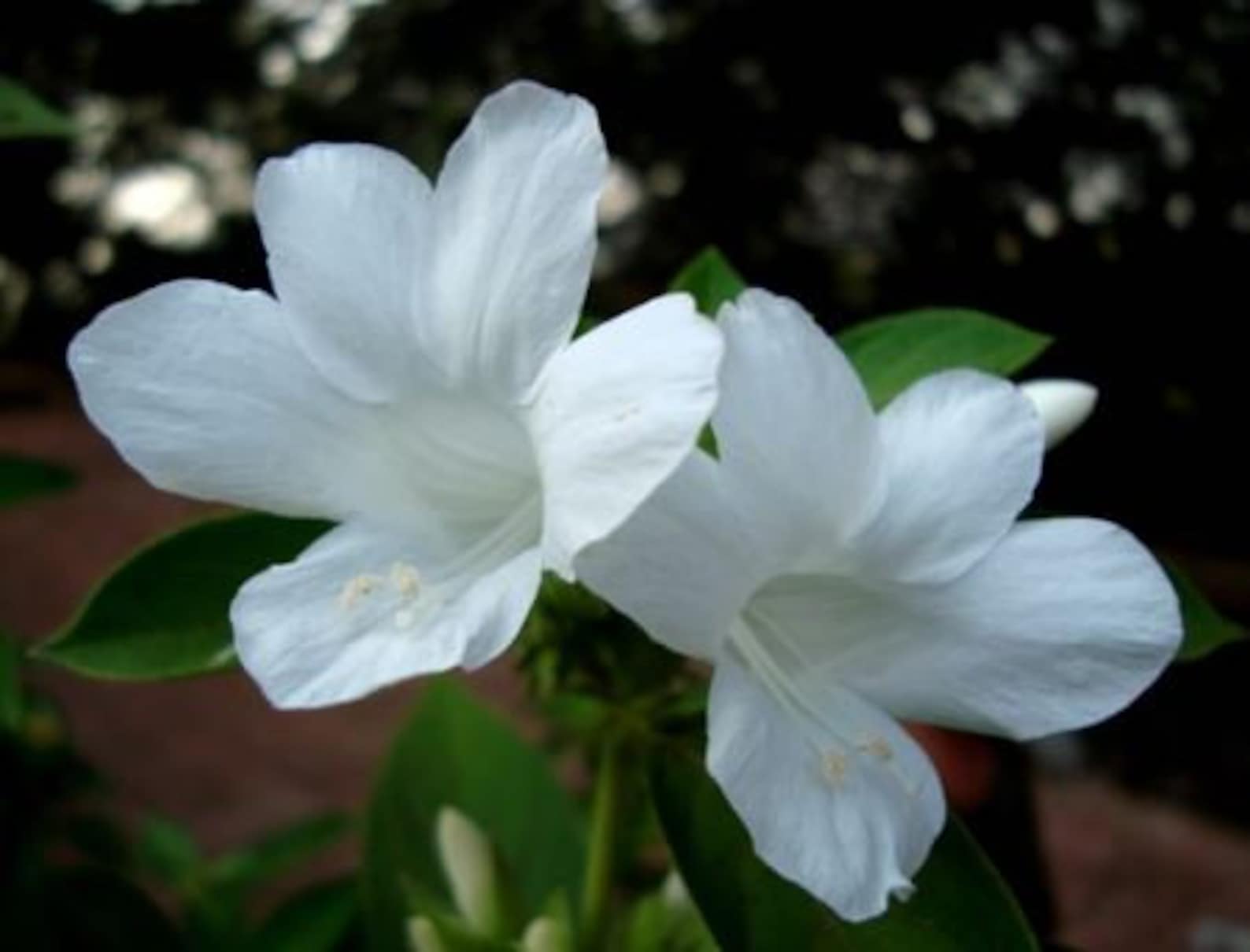 Barleria Cristata, Philippine Violet, Gorate White Flower Live Plant in ...