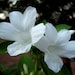 Barleria Cristata, Philippine Violet, Gorate White Flower Live Plant in ...