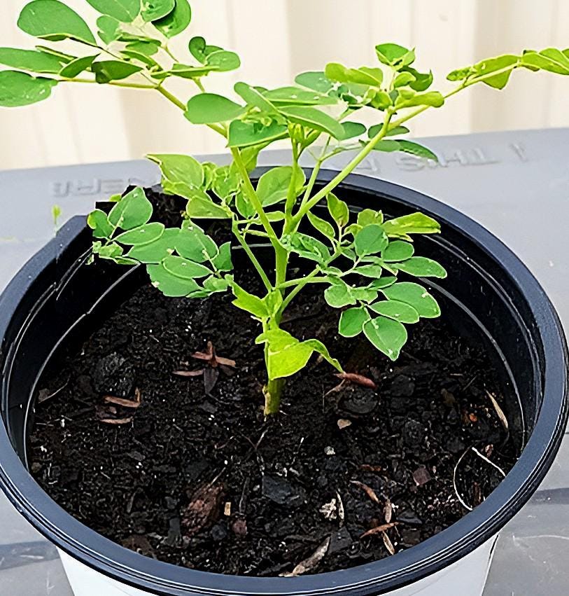 Organic Dwarf Moringa, 5-10 Inch Plant in 4inch Pot - Etsy