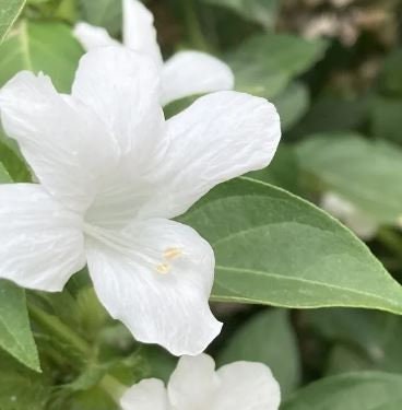 Barleria Cristata, Philippine Violet, Gorate White Flower Live Plant in ...