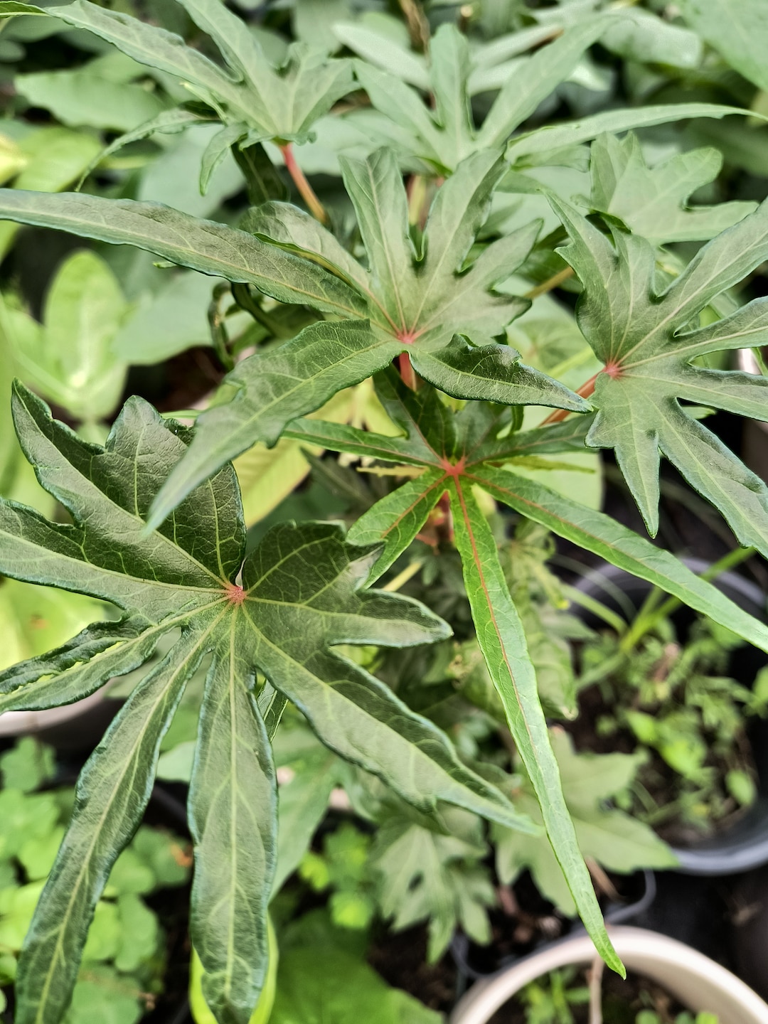 Organic Auntie Lilli's South Sea Salad Tree 8 -14 Inch in Half Gal Pot ...