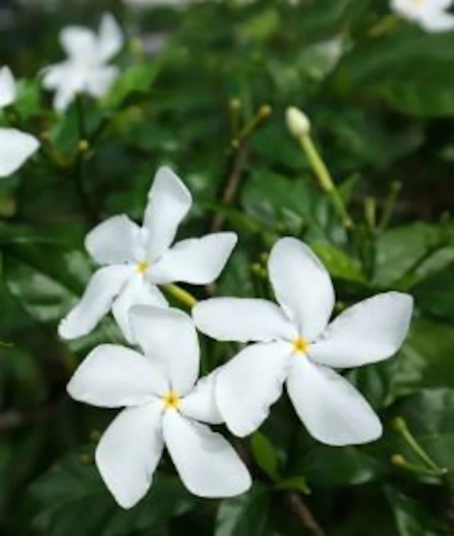 Half Gal Potted Pinwheel Flower, Crepe Jasmine, East India Rosebay, and ...