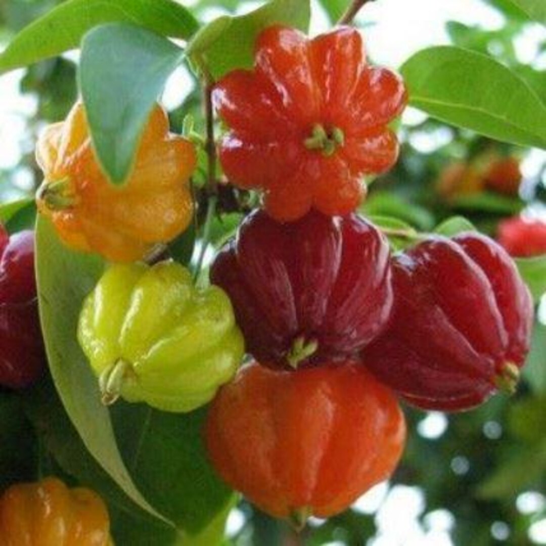 Surinam Cherry in Half Gal Pot - Etsy