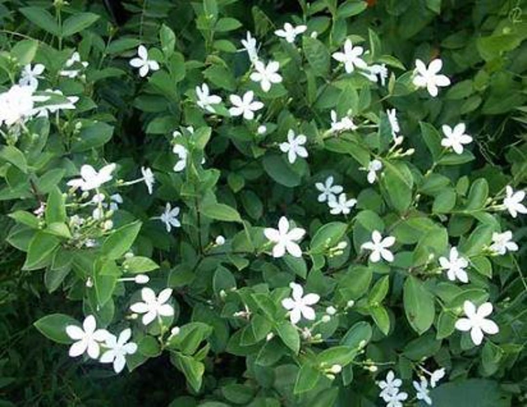 Rare Arctic Snow Bush, Asian Snow Jasmine Flowering Plant in One Gal ...