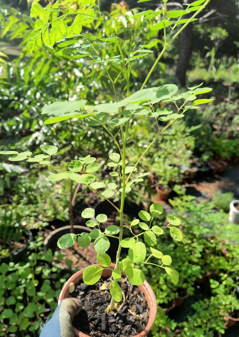 Organic Moringa Oleifera Live Plant in 4" Pot - Etsy