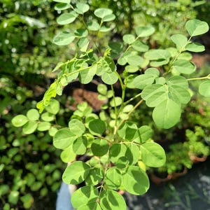 Organic Moringa Oleifera Live Plant in Half Gal and 4" Pot - Etsy
