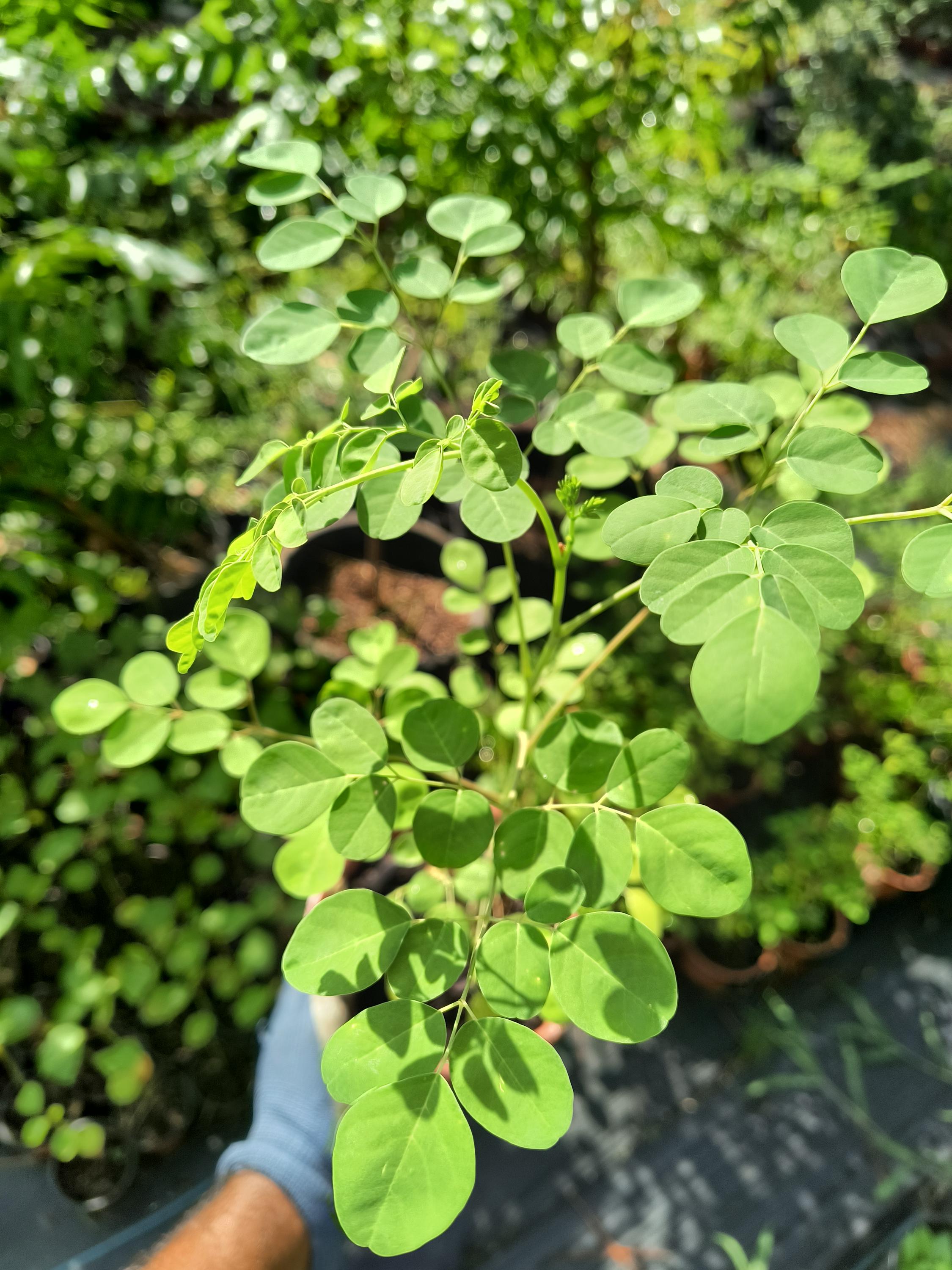 Organic Moringa Oleifera Live Plant in 4" Pot - Etsy