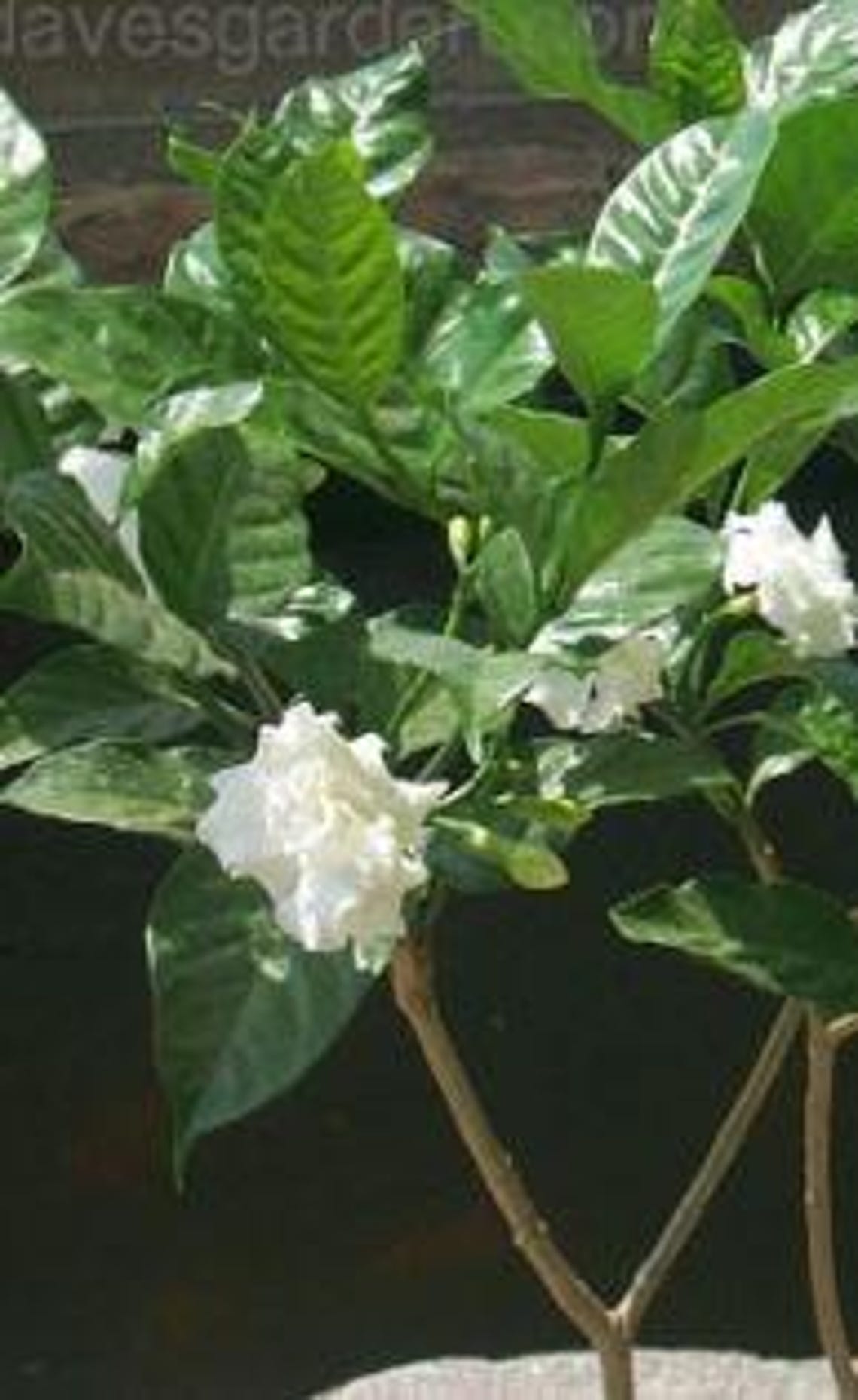 Crape Jasmine | Florida Gardenia | Double Petal Pinwheel Fragrance ...