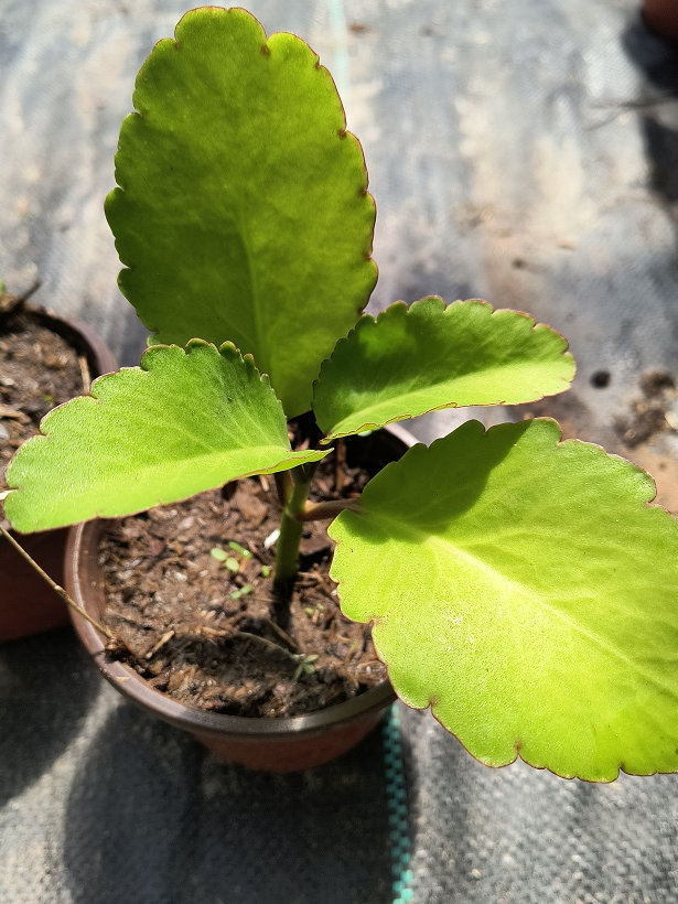 Organic Miracle Leaf Large Live Plant, Leaf of Life, Plantkalanchoe ...