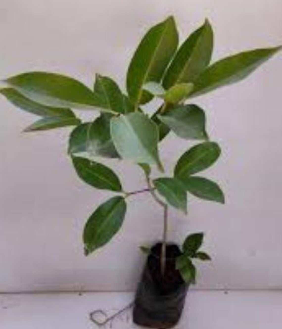 Java Plum |jamun Plant(1-2ft) in One Gal Pot , Syzygium Cumini, Black ...