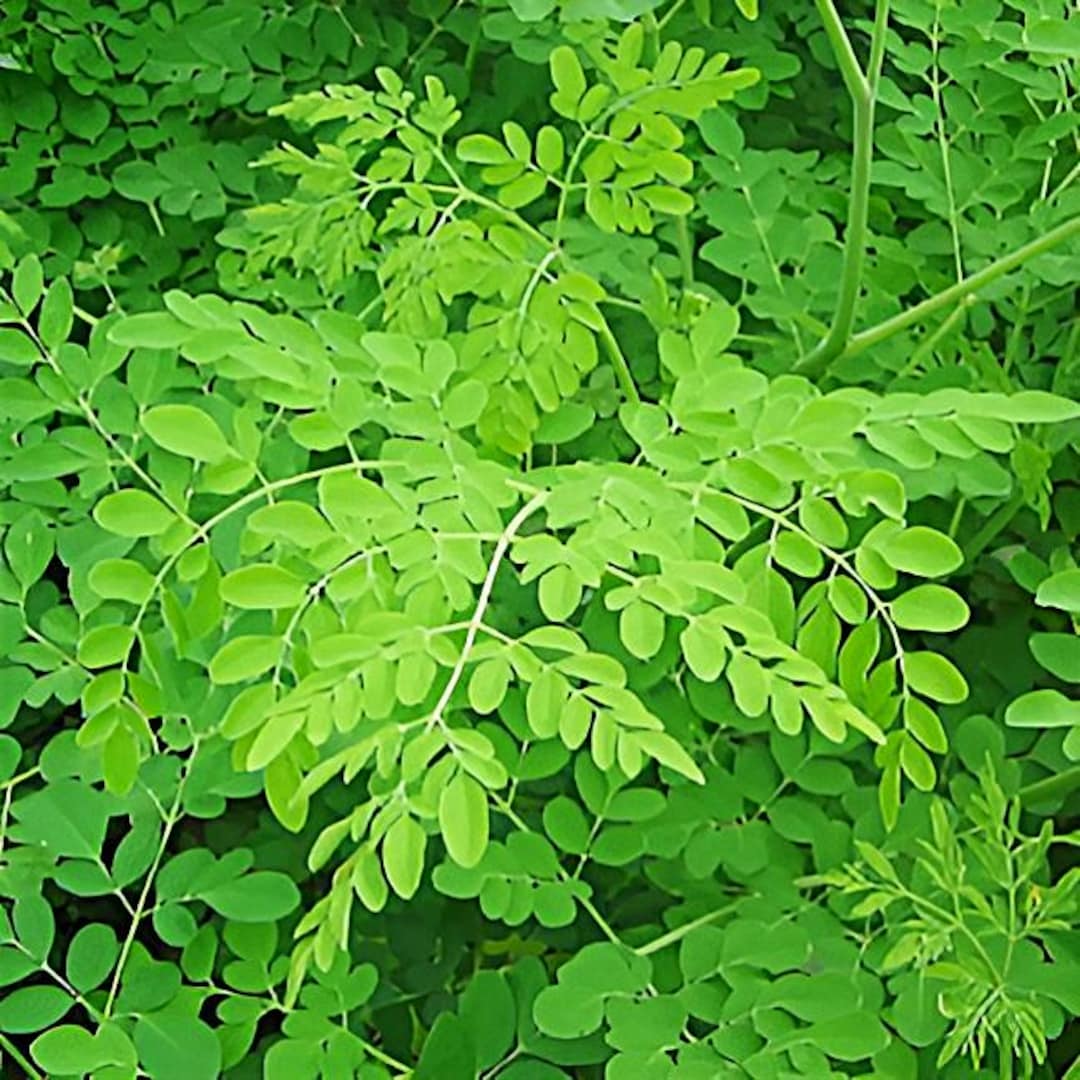 Organic Dwarf Moringa, 8-14 Inch Plant in Half Gal Pot - Etsy