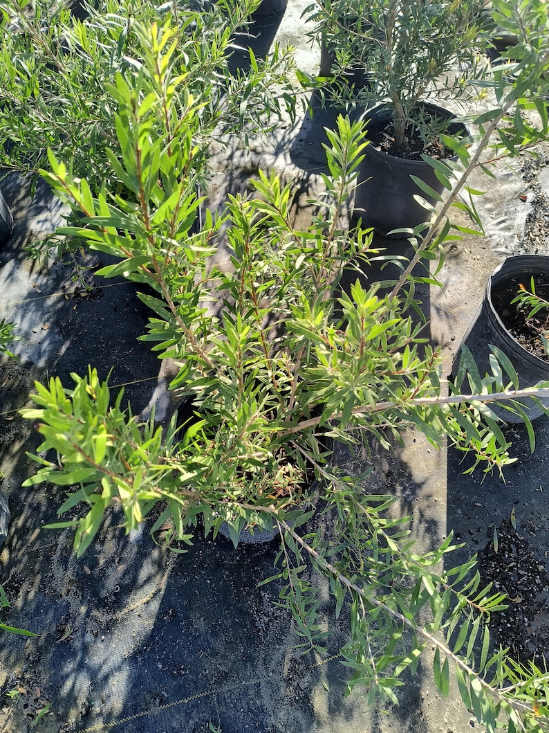 Bottlebrush Tree in Half Gal Pot Melaleuca Citrina Pendula - Etsy