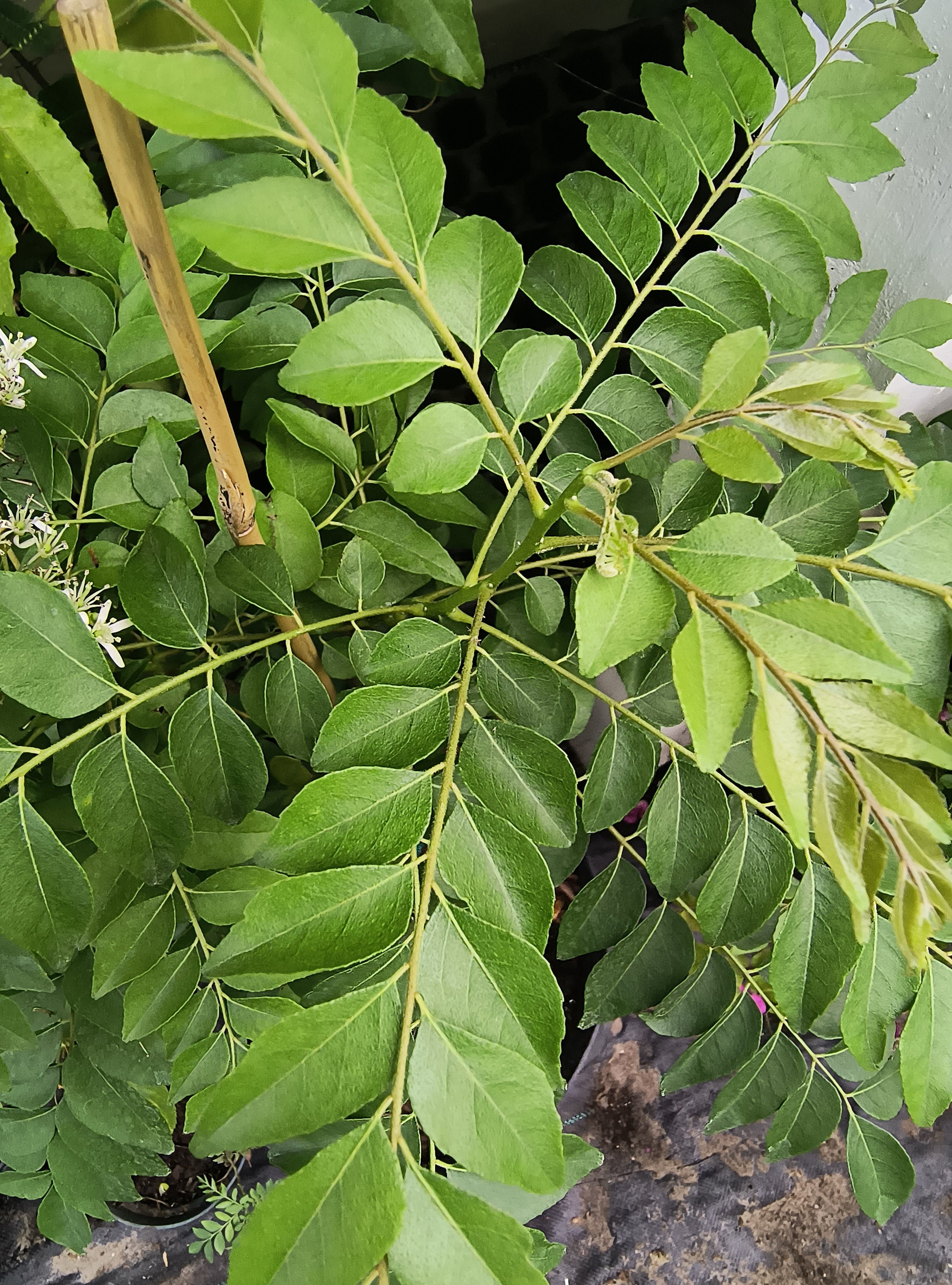 Organic Rare Gamthi Curry Leaf Plant in Half Gal Pot - No Shipping to ...