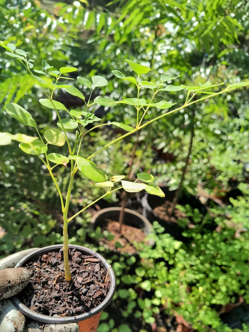 Organic Moringa Oleifera Live Plant in 4" Pot - Etsy