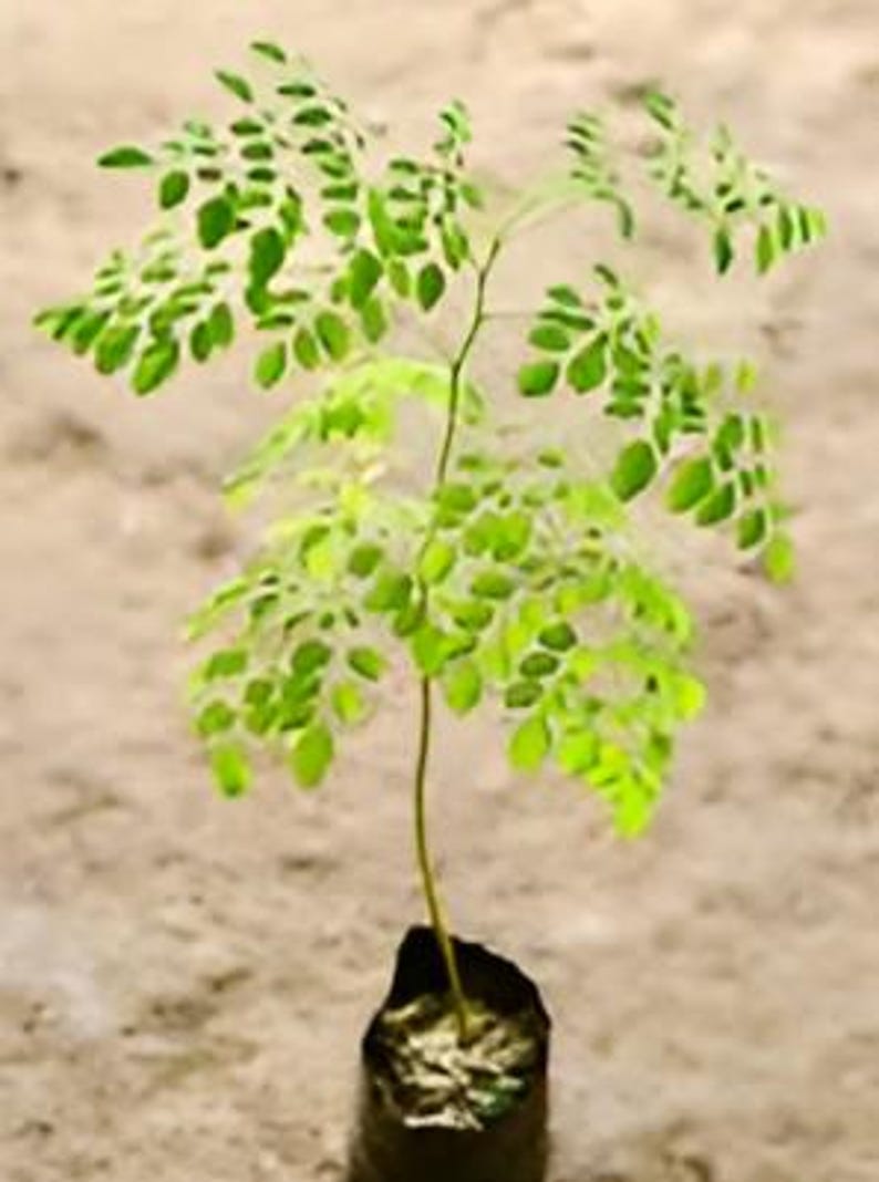 Organic Dwarf Moringa, 5-10 Inch Plant in 4inch Pot - Etsy