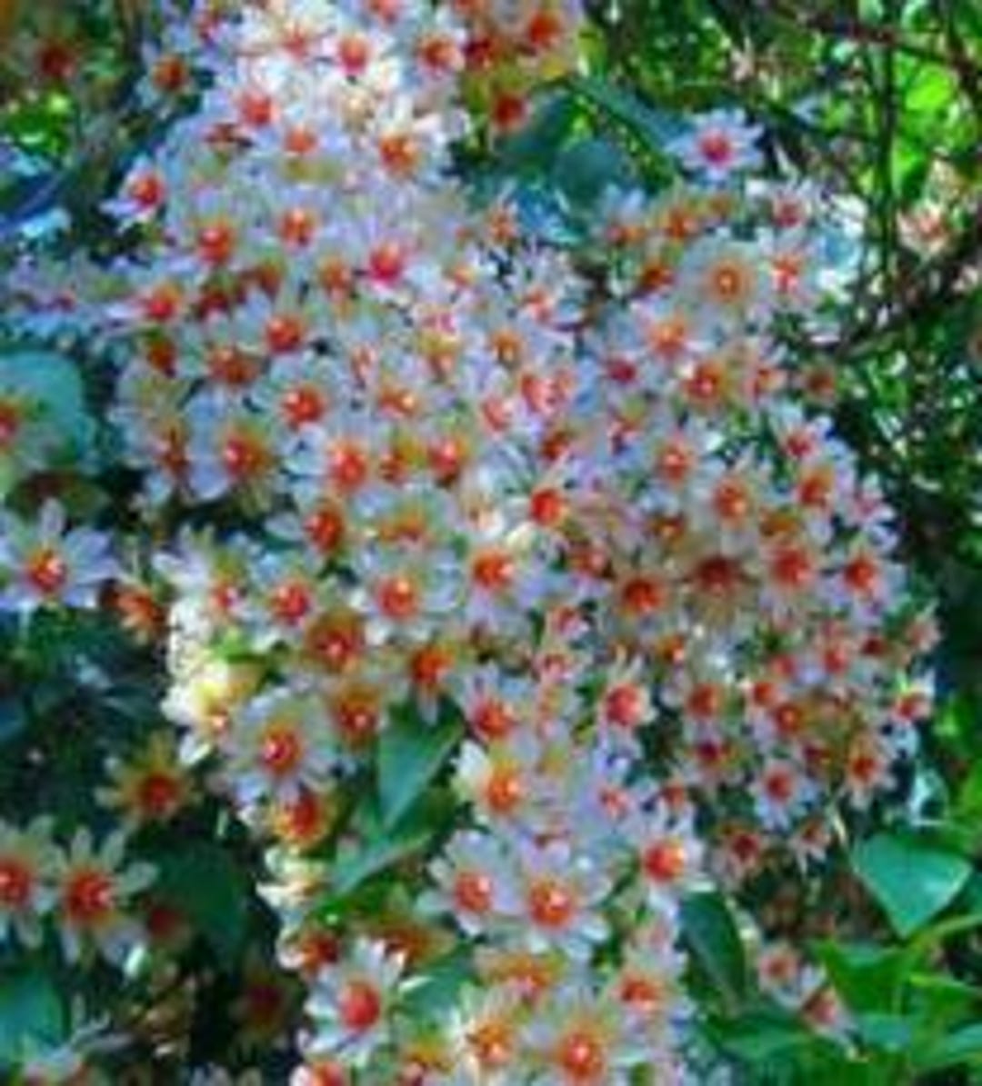 Parijatha Plant in Half-gallon Pot | Coral Jasmine | Harshringar ...