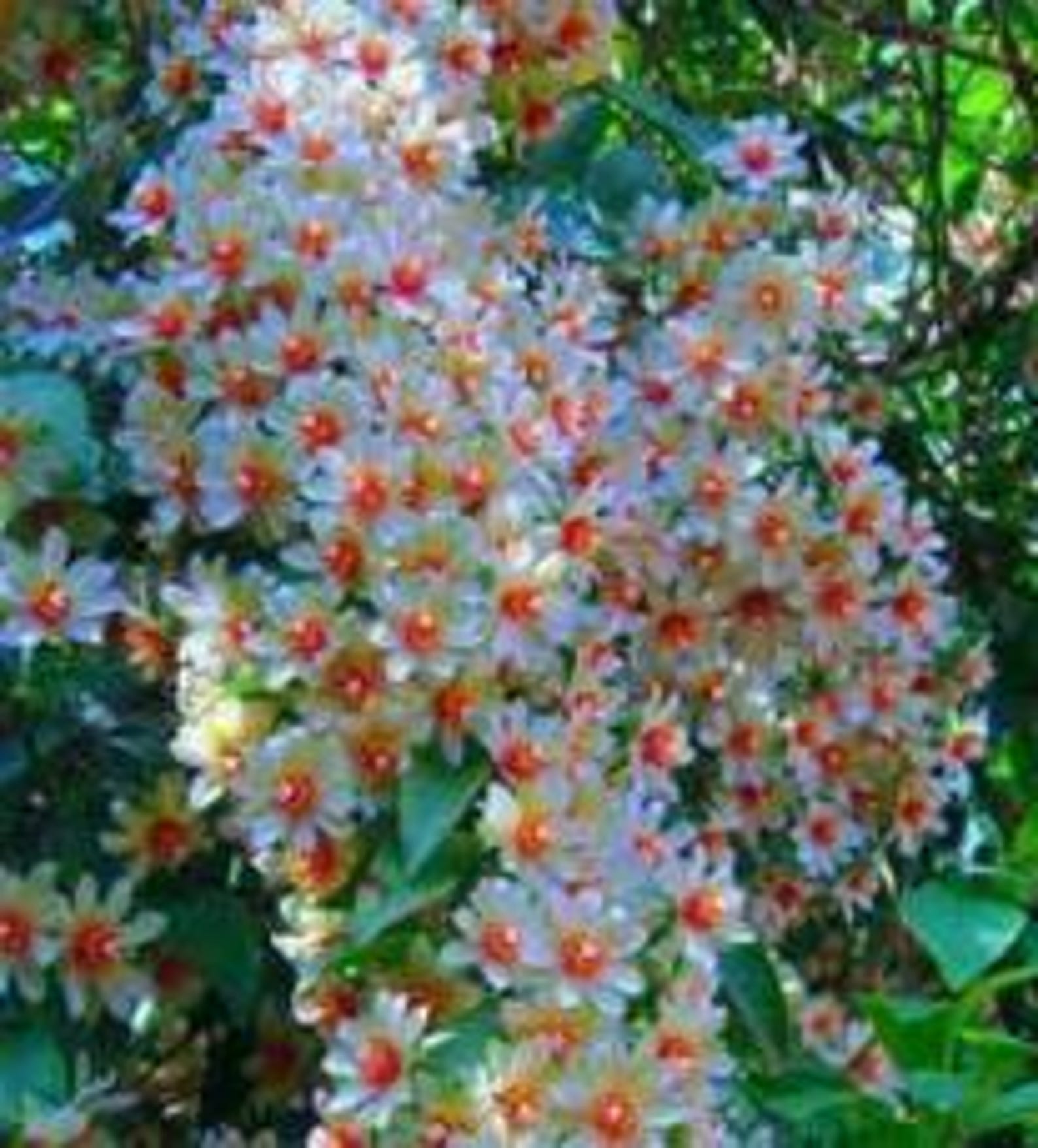 Parijatha Plant in Half-gallon Pot | Coral Jasmine | Harshringar ...
