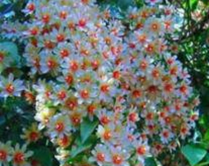 Parijatha Plant in Half-gallon Pot | Coral Jasmine | Harshringar ...