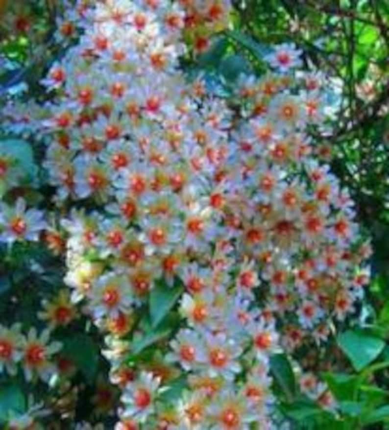 Parijatha Plant in Half-gallon Pot | Coral Jasmine | Harshringar ...