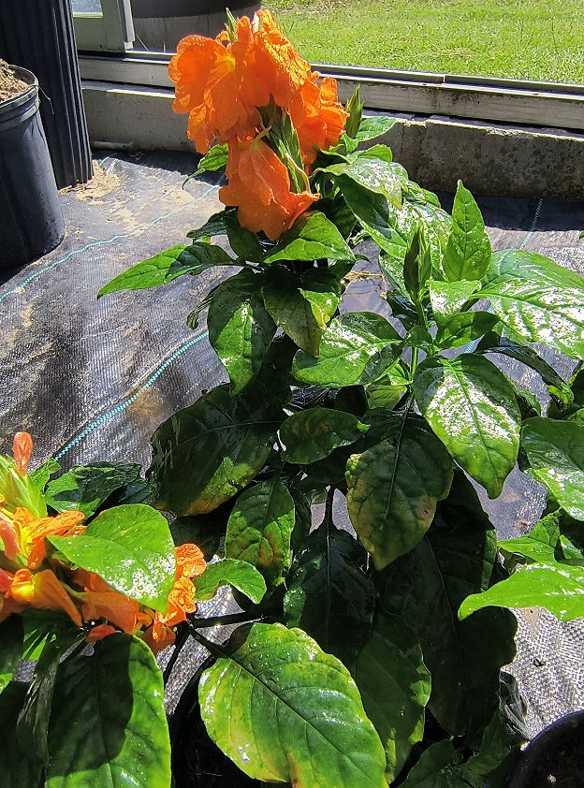 Crossandra Orange Live Plant firecraker/kanakambaram in Half Gal Pot - Etsy