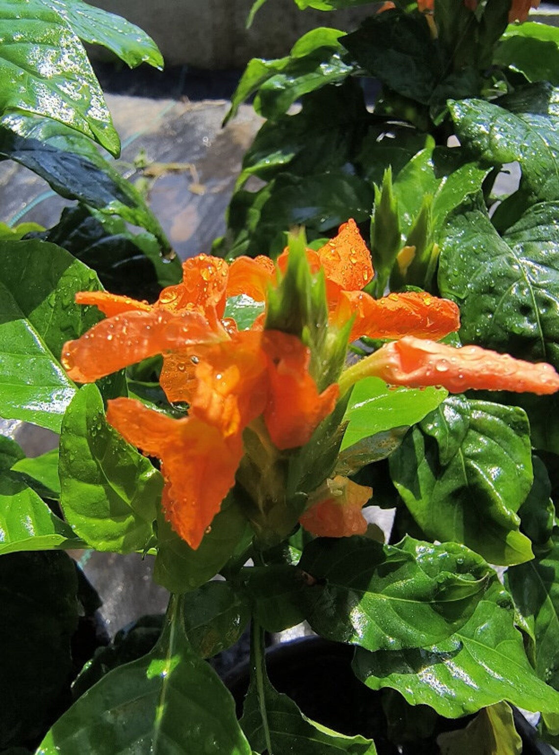 Crossandra Orange Live Plant firecraker/kanakambaram in Half Gal Pot - Etsy