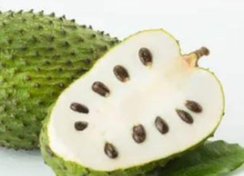 Organic Soursop (guanabana) Plant in Half Gal Pot - Etsy