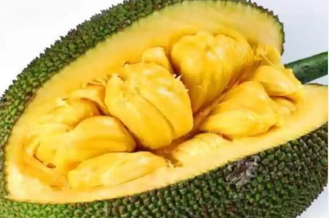 Golden Nugget Jack Fruit Tree Year Old in Half Gal Pot - Etsy