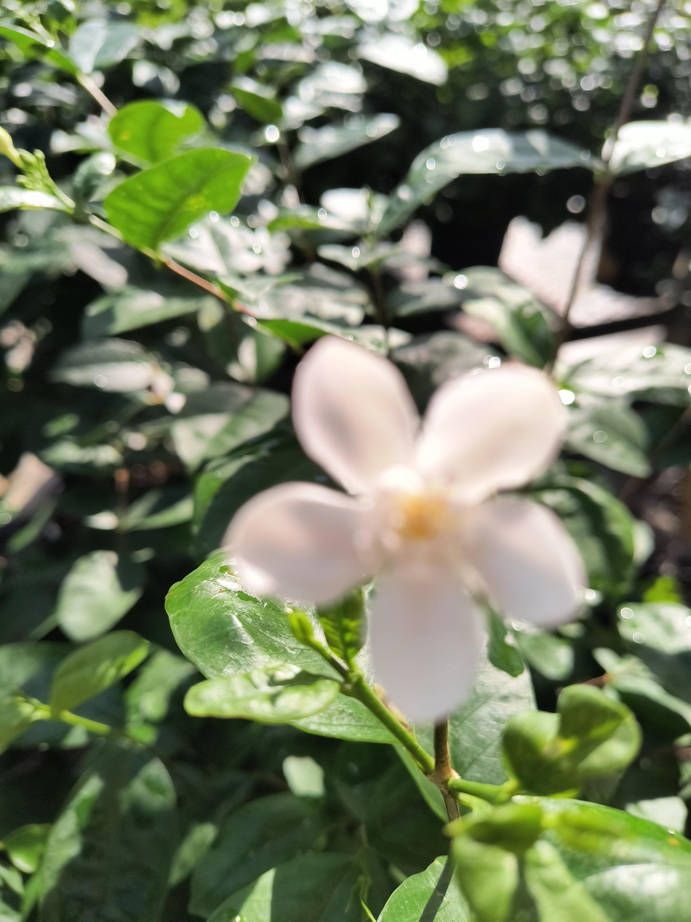 Arctic Snow Bush Flowering Plant in Half Gal Pot - Etsy