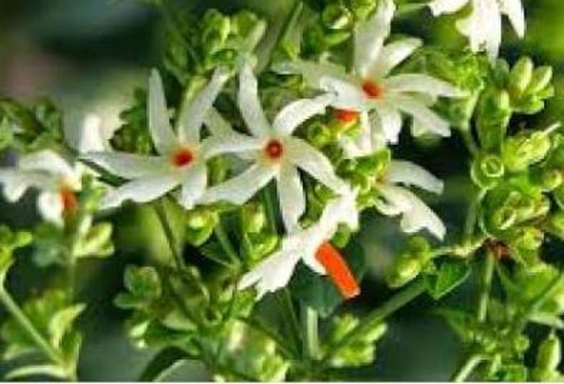 Parijatha Plant in Half-gallon Pot | Coral Jasmine | Harshringar ...