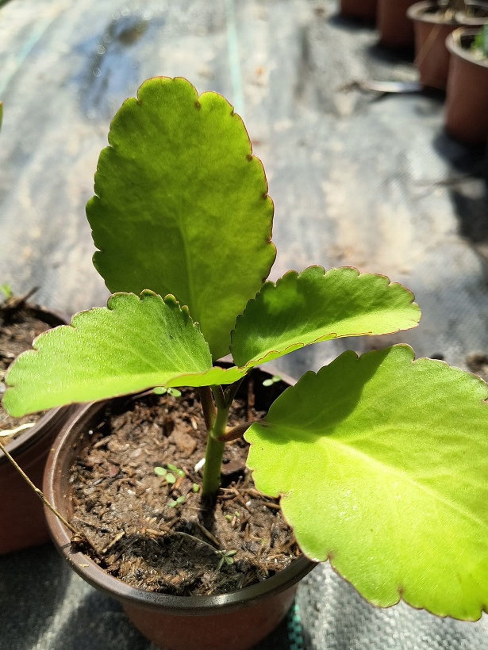 Organic Miracle Leaf Large Live Plant, Leaf of Life, Plantkalanchoe ...