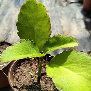 Organic Miracle Leaf Large Live Plant, Leaf of Life, Plantkalanchoe ...
