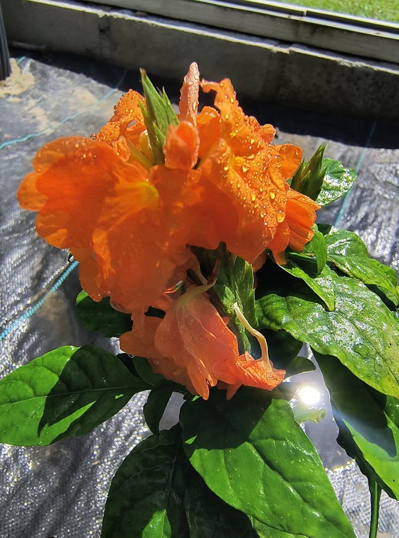 Crossandra Orange Live Plant firecraker/kanakambaram in Half Gal Pot - Etsy