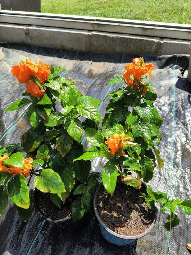 Crossandra Orange Live Plant (firecraker/kanakambaram) in Half Gal Pot ...