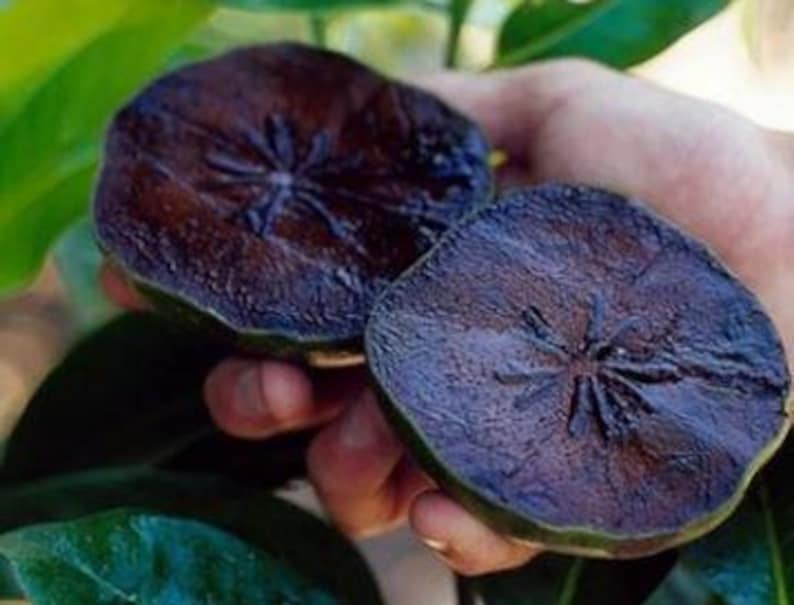 2 Ft Tall Black Sapote Chocolate Pudding Fruit Tree in One Gal Pot - Etsy