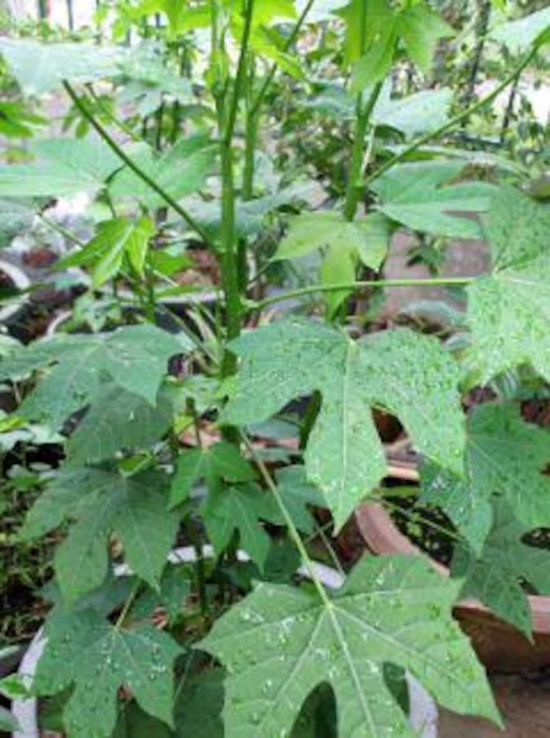 Organic Chaya Tree Spinach Mayan Spinach Live Plant in Pot - Etsy