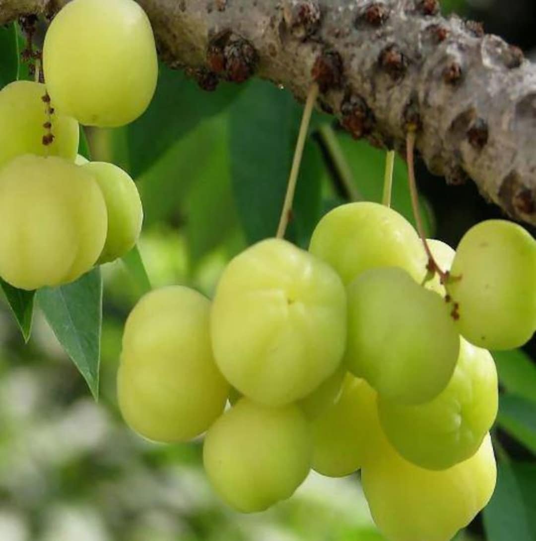 Organic Air Layered Dwarf Star Gooseberry in Pot - Etsy