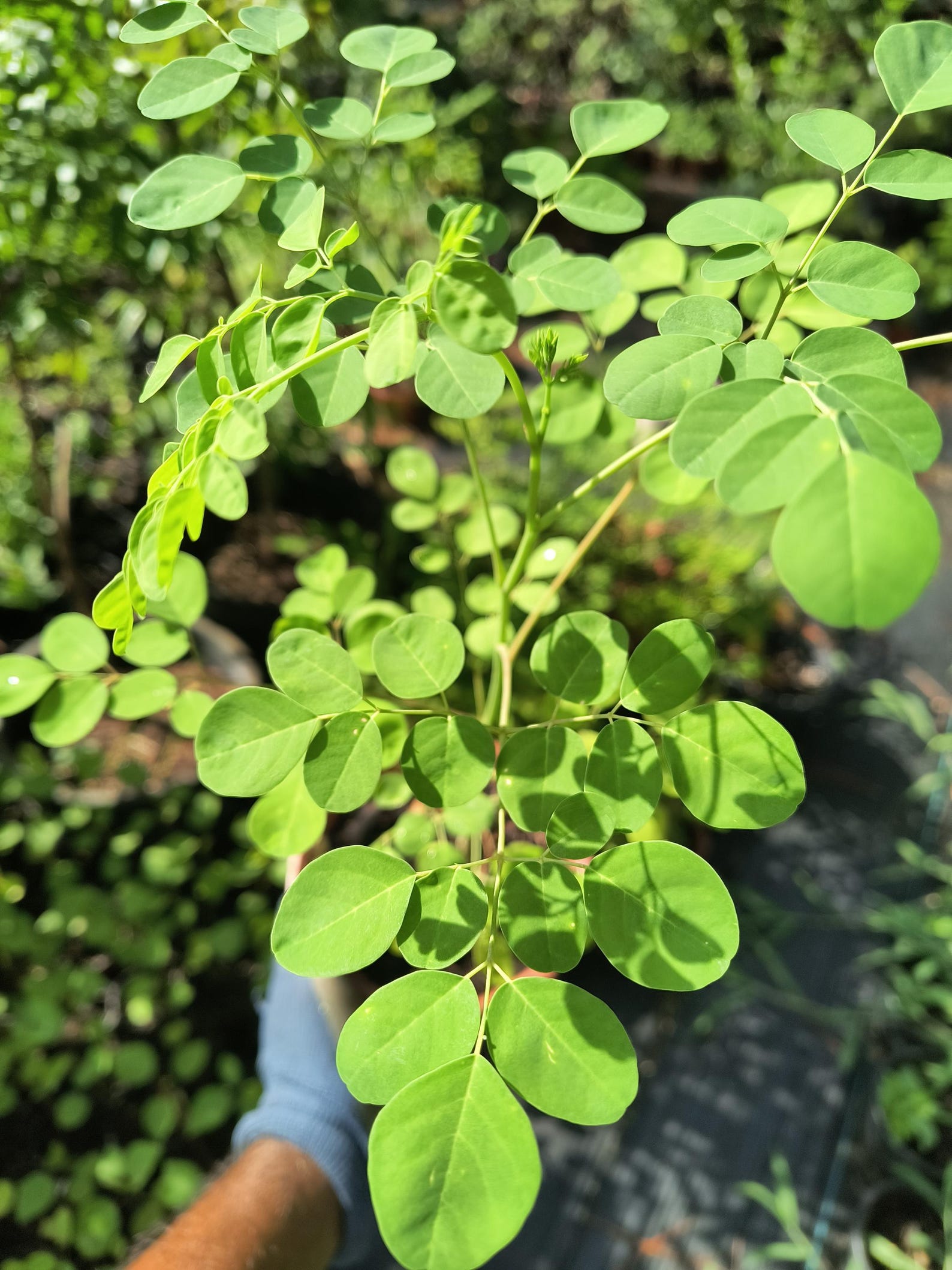 Organic Moringa Oleifera Live Plant in 4" Pot - Etsy