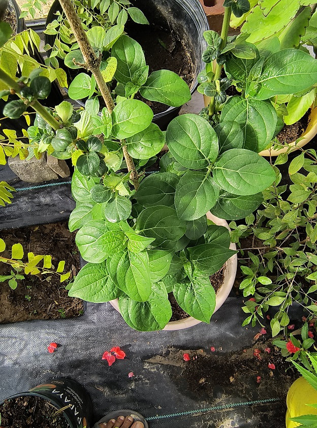 Barleria Cristata, Philippine Violet, Gorate White Flower Live Plant in ...