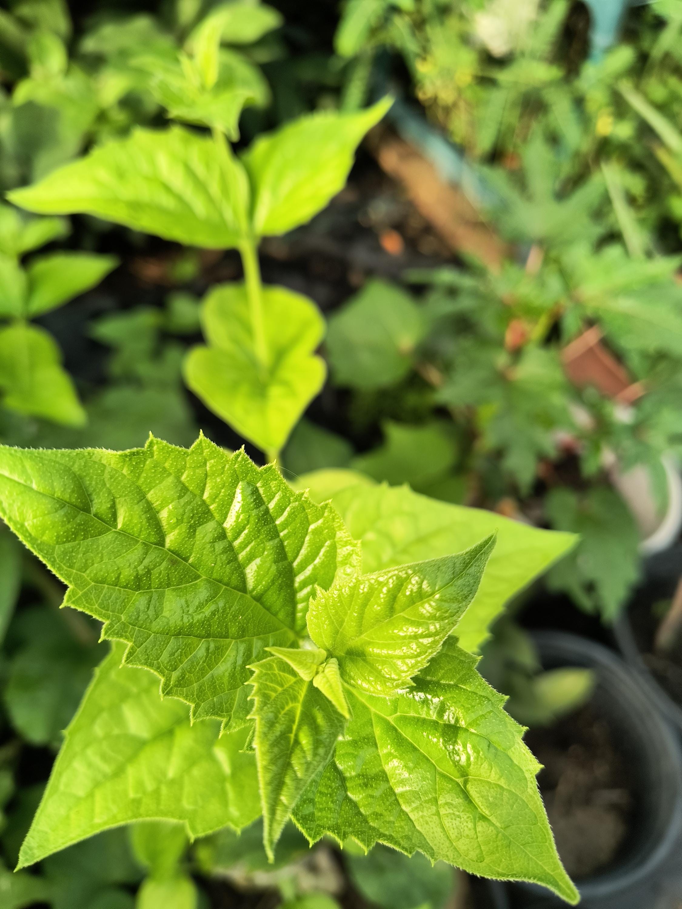 Parijatha Plant in Half-gallon Pot | Coral Jasmine | Harshringar ...